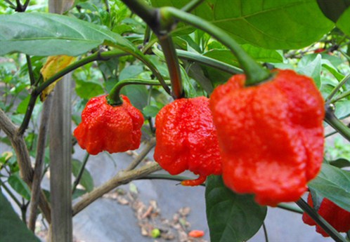 Confirmed: Smokin Ed's Carolina Reaper sets new record for hottest ...