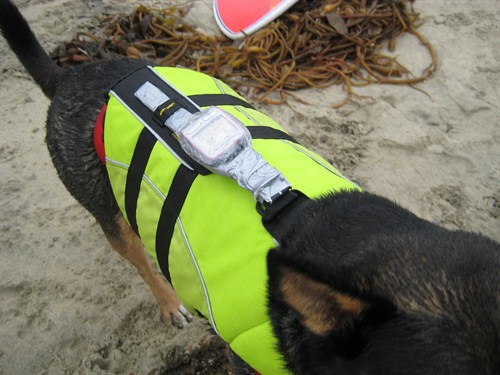 Surfing dog breaks waves and world record | Guinness World Records