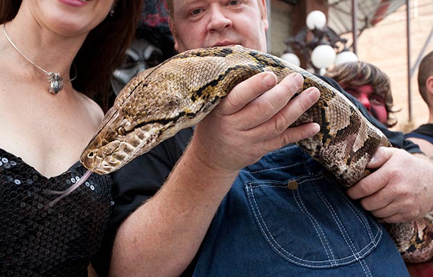 Longest snake ever in captivity slithers into Guinness World Records ...