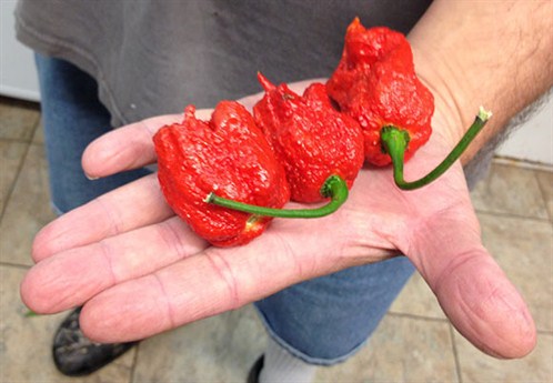 Confirmed: Smokin Ed's Carolina Reaper sets new record for hottest ...
