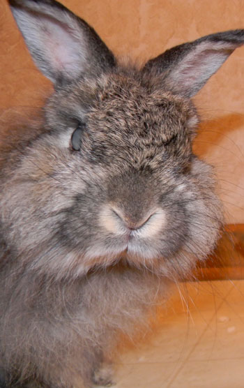 My Story: Jenna Antol on owning Do, the world’s oldest rabbit ...