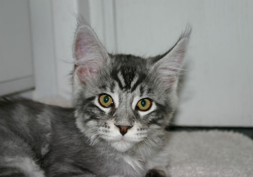 My Story: Robin Hendrickson on the life of Stewie, the world's longest ...