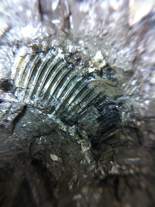 From the Archives - Dinosaur Sick?! | Guinness World Records