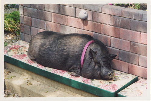 Meet Ernestine, the world's oldest pig | Guinness World Records