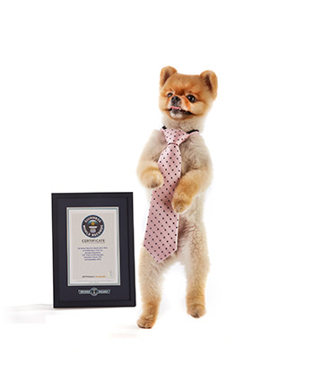 Video: Introducing Jiff - the fastest dog on two paws! | Guinness World ...