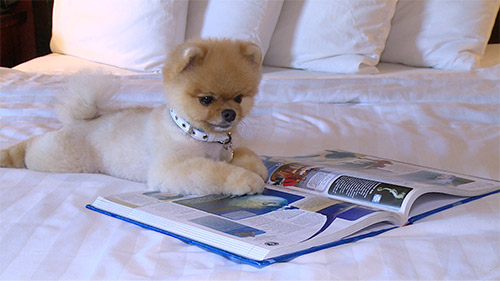 Video: Introducing Jiff - the fastest dog on two paws! | Guinness World ...