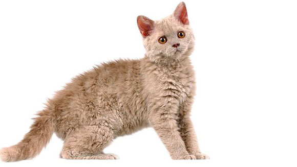 National Cat Day: Ten purr-fect record-setting felines | Guinness World ...