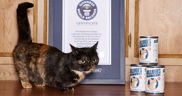 National Cat Day: Ten purr-fect record-setting felines | Guinness World ...