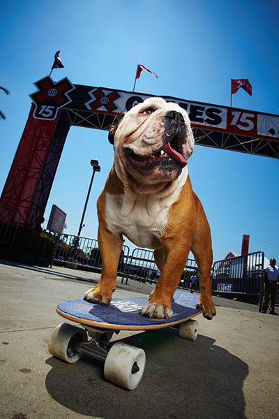 Farewell to talented Tillman, former fastest dog on a skateboard record ...