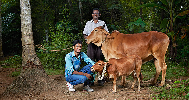 Record Holder Profile Video: Manikyam - the shortest cow in the world ...