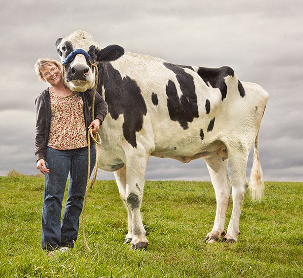 Video: Tallest cow ever - Guinness World Records pays tribute to Blosom ...