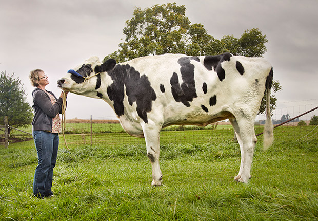 Video: Tallest cow ever - Guinness World Records pays tribute to Blosom ...