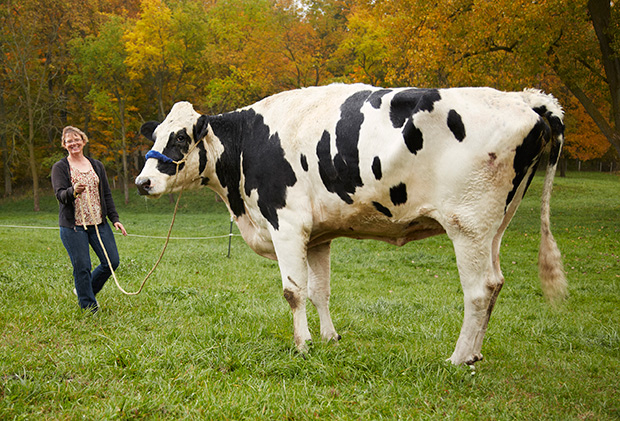 Video: Tallest cow ever - Guinness World Records pays tribute to Blosom ...
