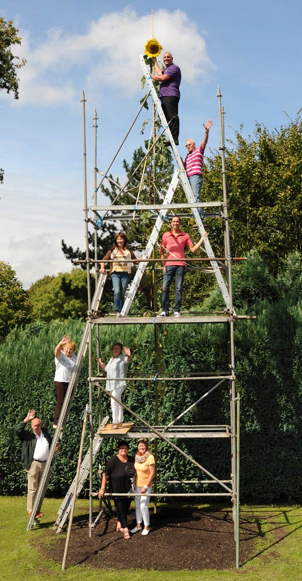 Reach for the sky! Tallest sunflower record falls again for Germany's ...