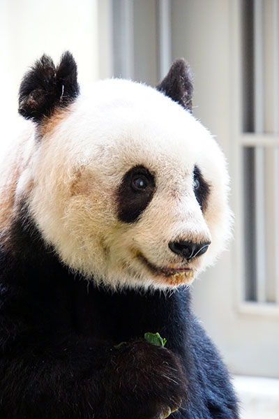 Jia Jia the oldest panda ever celebrates her 37th birthday with two new ...