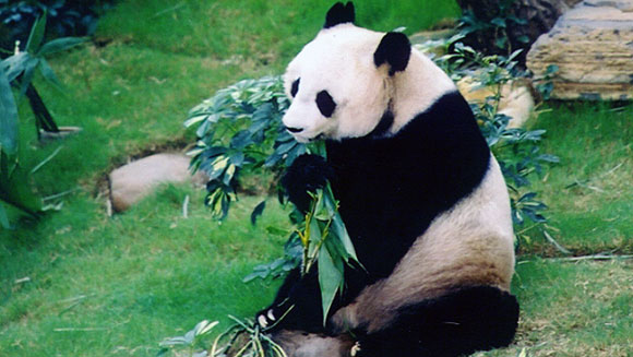 Jia Jia the oldest panda ever celebrates her 37th birthday with two new ...