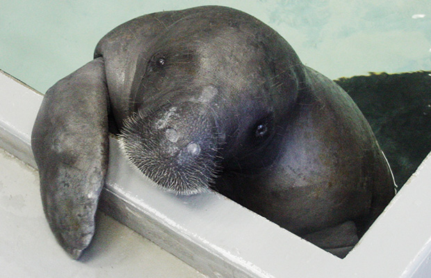 Happy 67th birthday to Snooty - the world's oldest living manatee ...