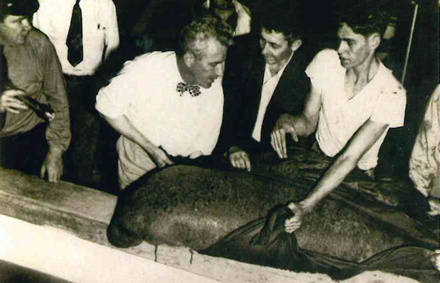 Happy 67th birthday to Snooty - the world's oldest living manatee ...