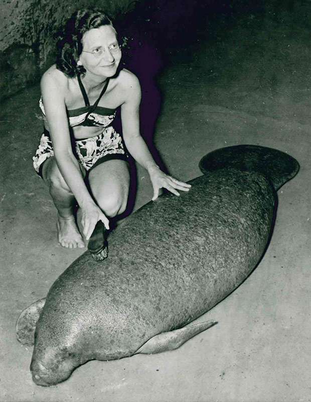 Happy 67th birthday to Snooty - the world's oldest living manatee ...