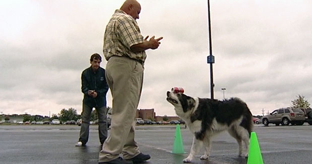 Classics: Fastest 100m with a can balanced on the head by a dog ...