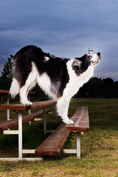 Classics: Fastest 100m with a can balanced on the head by a dog ...