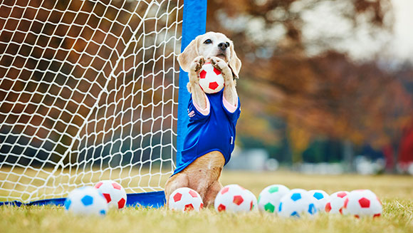 Brand new record-breaking animals steal the show in Guinness World ...