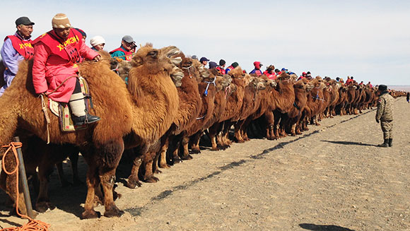 Video: Thousands take part in largest camel race as part of initiative ...