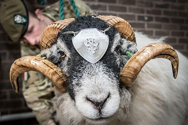 British Army mascot who became highest ranking sheep passes away ...