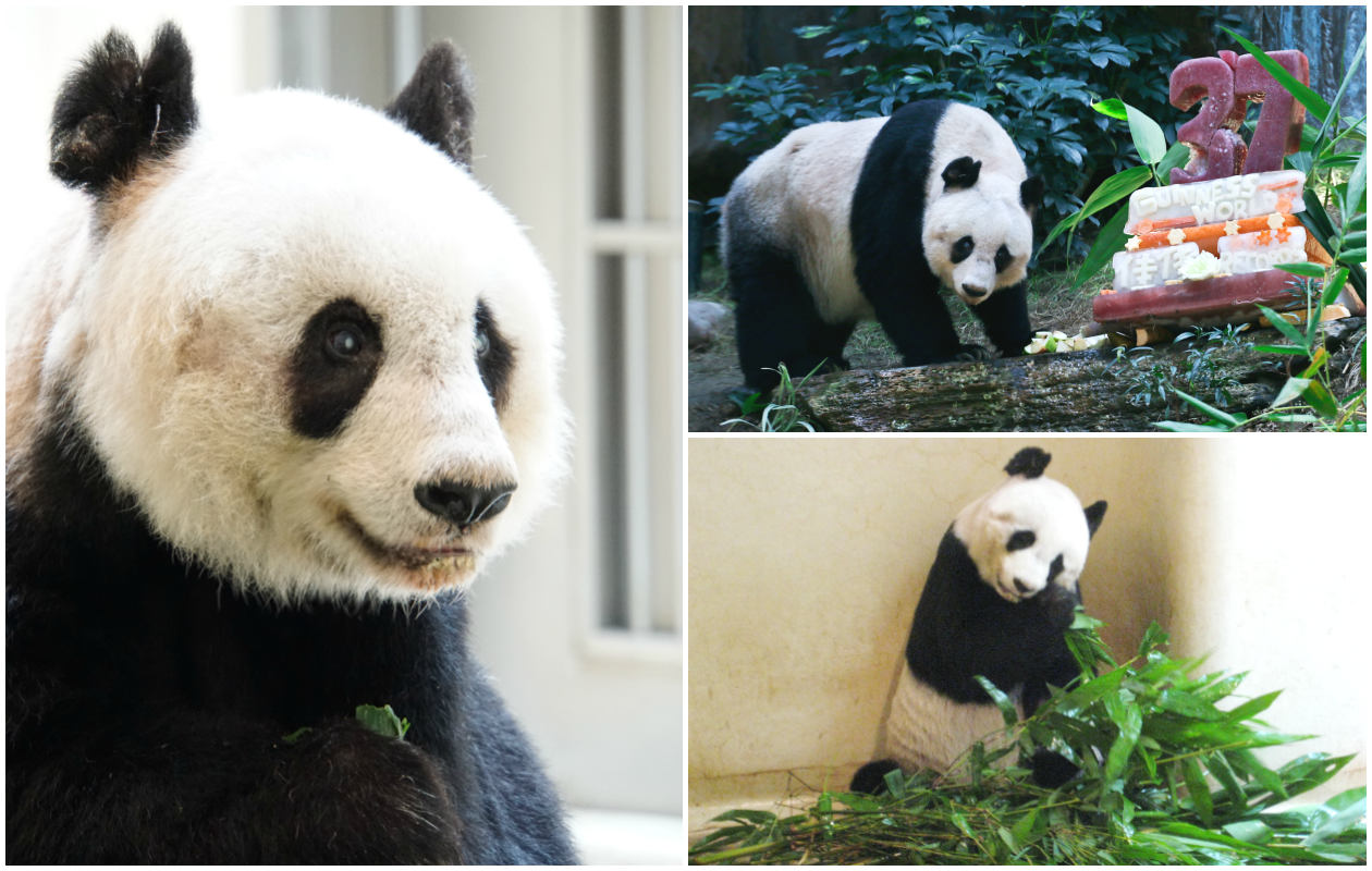 Farewell Jia Jia - the oldest panda ever in captivity | Guinness World ...