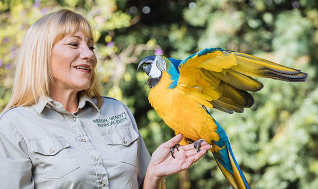 Video: Watch incredible Macaw parrot take on hoopla challenge for ...