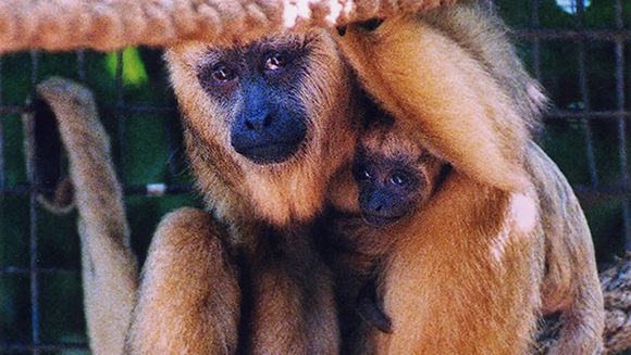 Celebrate the Chinese New Year of the Monkey with these amazing primate ...