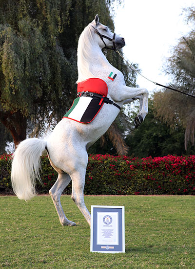 Video: Extraordinary horse trots into the record books on its hind legs ...