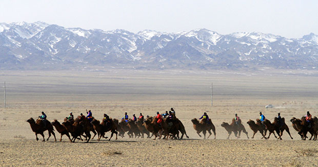 Video: Thousands take part in largest camel race as part of initiative ...