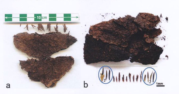 2,100 years old: Archaeologists discover world's oldest tea leaves in ...