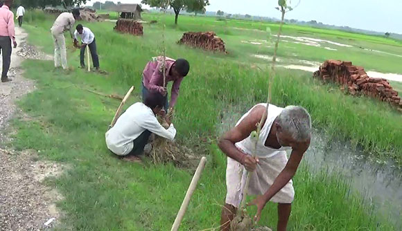 Volunteers in India plant over 50 million trees for huge ecological ...