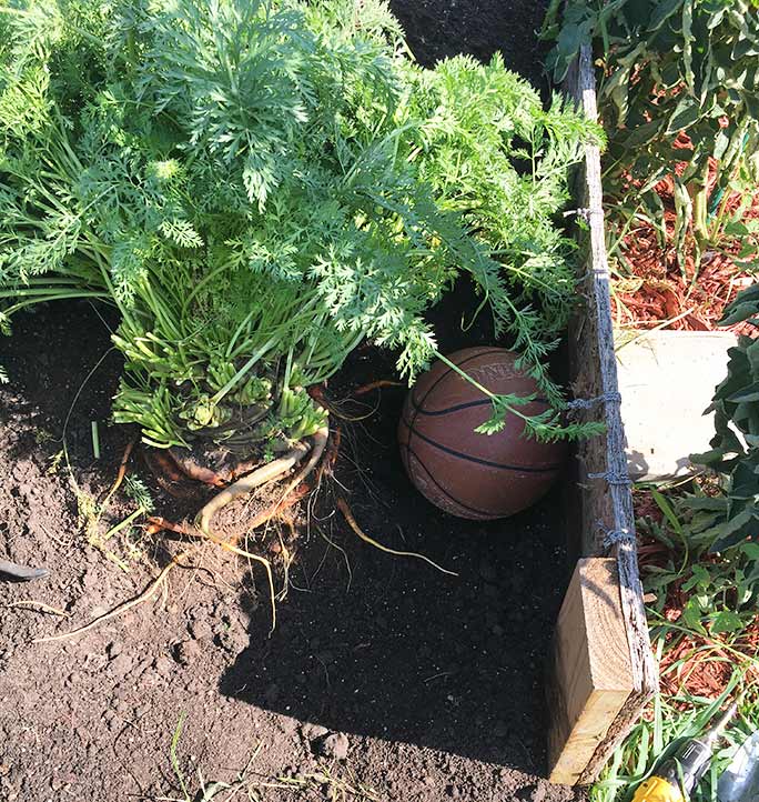 How to grow the world’s heaviest carrot | Guinness World Records