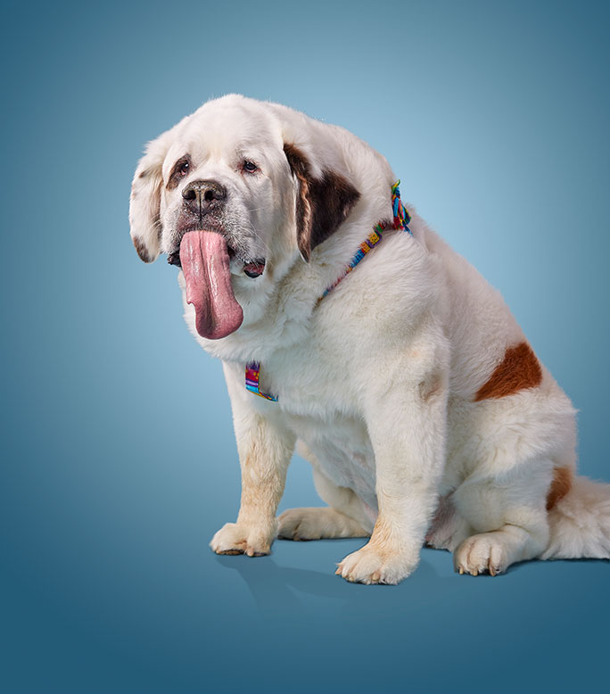 Video: Meet Mochi, the dog with the longest tongue | Guinness World Records