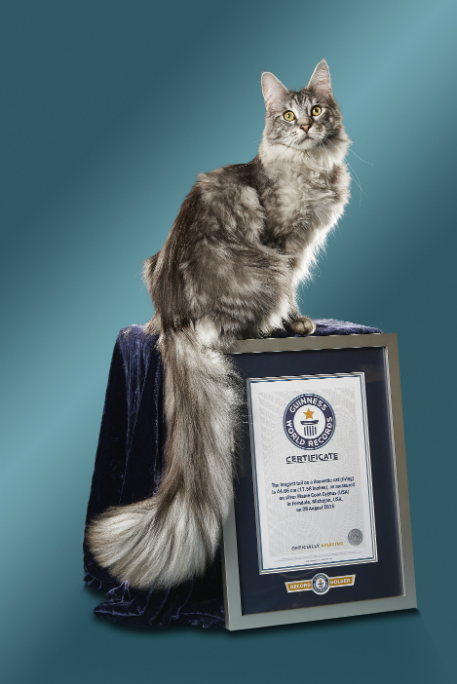 Arcturus and Cygnus: Tallest cat and kitty with the longest tail have ...