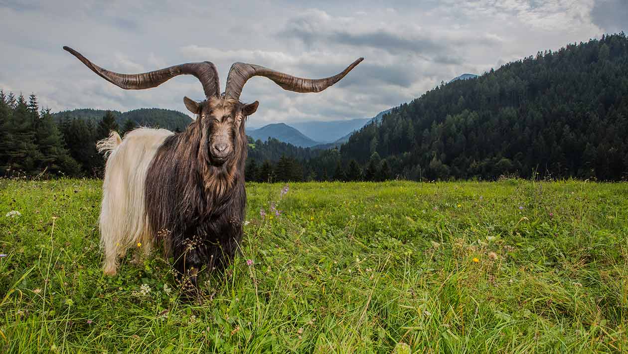 Video: Meet Rasputin - the goat with the largest horn spread | Guinness ...