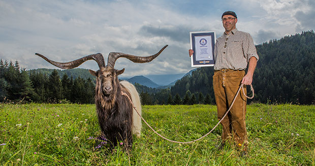 Video: Meet Rasputin - the goat with the largest horn spread | Guinness ...