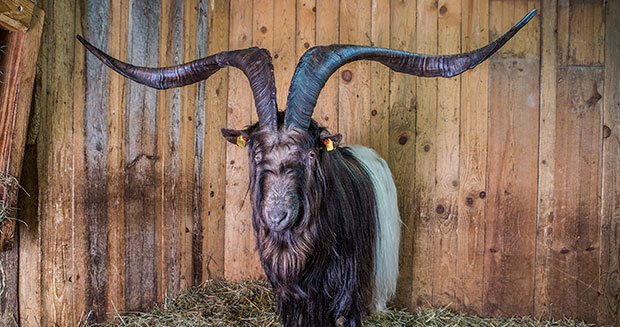 Video: Meet Rasputin - the goat with the largest horn spread | Guinness ...