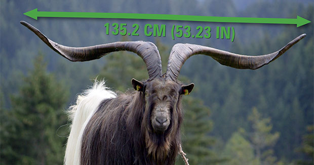Video: Meet Rasputin - the goat with the largest horn spread | Guinness ...