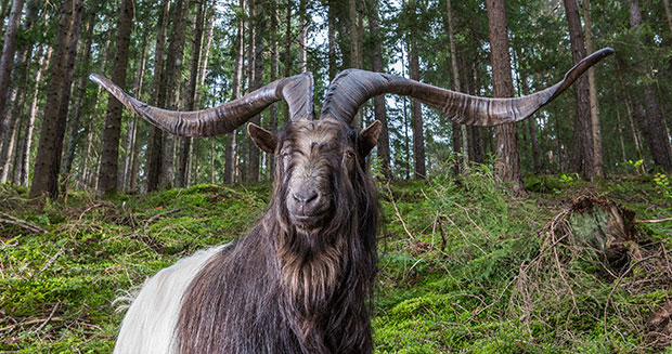 Video: Meet Rasputin - the goat with the largest horn spread | Guinness ...