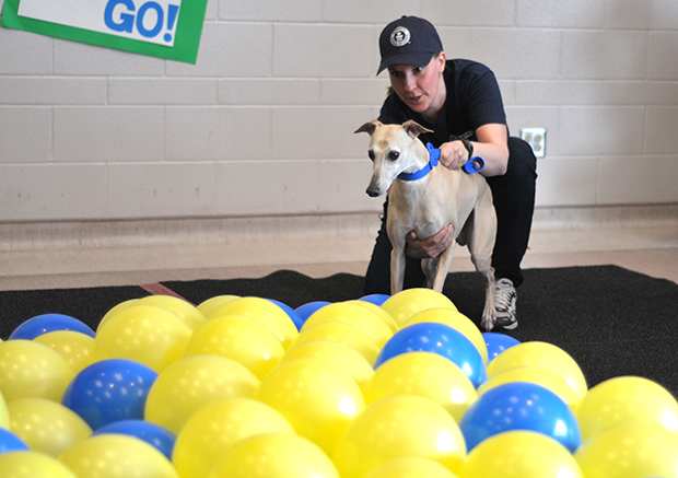 Video: National Pet Day - Watch Toby the whippet claim a new dog ...