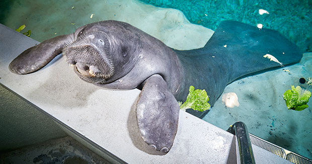Snooty, the world’s oldest manatee dies aged 69 | Guinness World Records