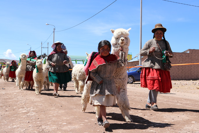 In pictures: Army of alpacas set a new record in Peru | Guinness World ...