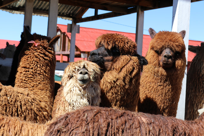 In pictures: Army of alpacas set a new record in Peru | Guinness World ...