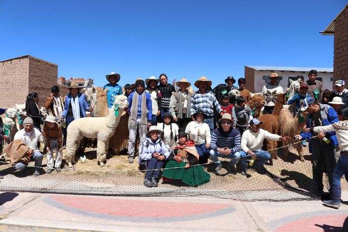 In pictures: Army of alpacas set a new record in Peru | Guinness World ...