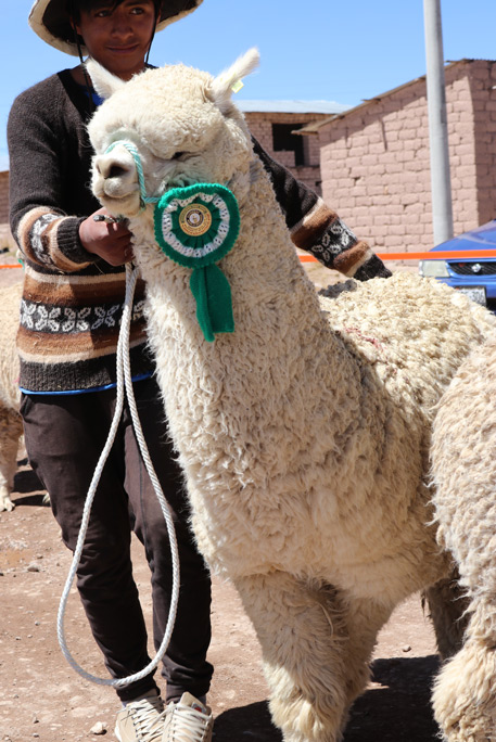 In pictures: Army of alpacas set a new record in Peru | Guinness World ...