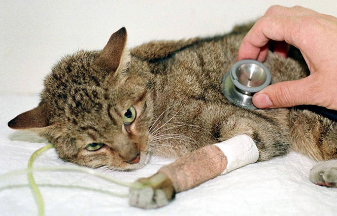 International Cat Day: A timeline of the world’s most fascinating ...